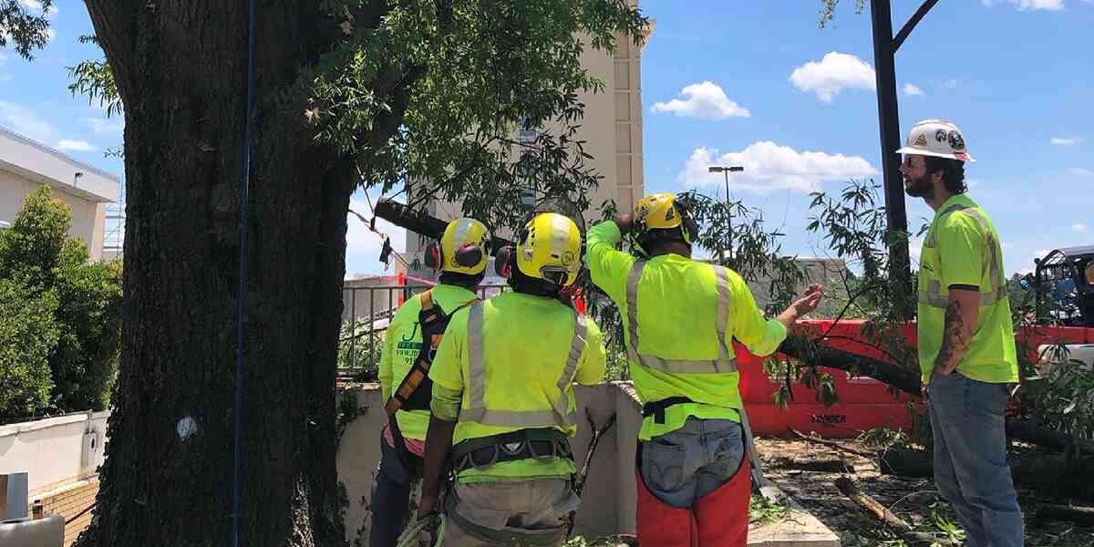 3 Bad Tree Pruning Practices That Harm or Kill Trees