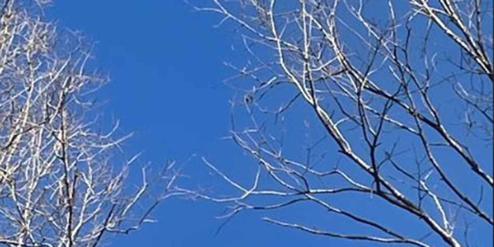 Do Tree Branches Grow Back in Chapel Hill, NC?