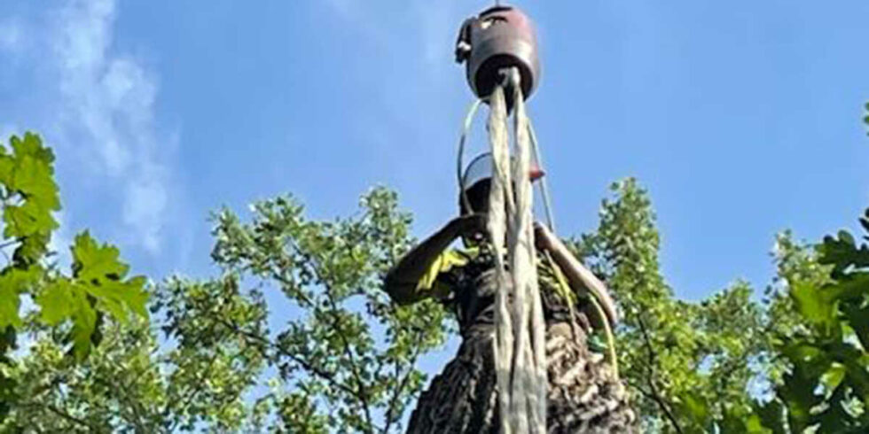 Is Tree Cabling a Good Idea? Benefits You Should Consider