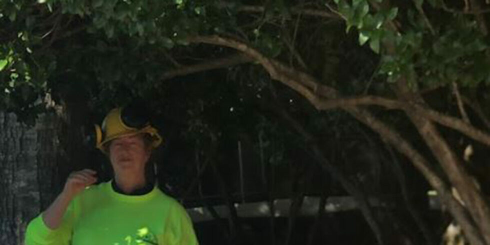 5 Types of Trees With Low Branches and High Aesthetic Appeal